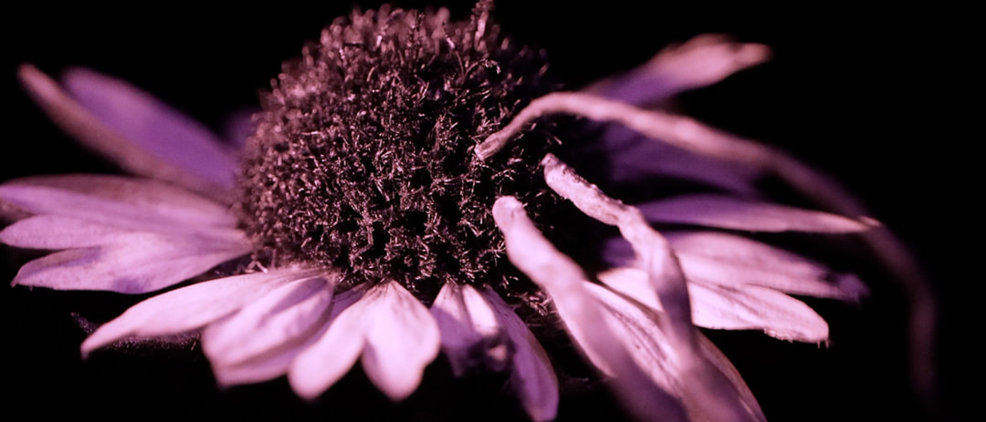 All Roses Sleep (Inviolate Light) - Preview Art Magazine